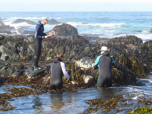 Impacts of marine herbivores on benthic ecosystems – Alistair Poore